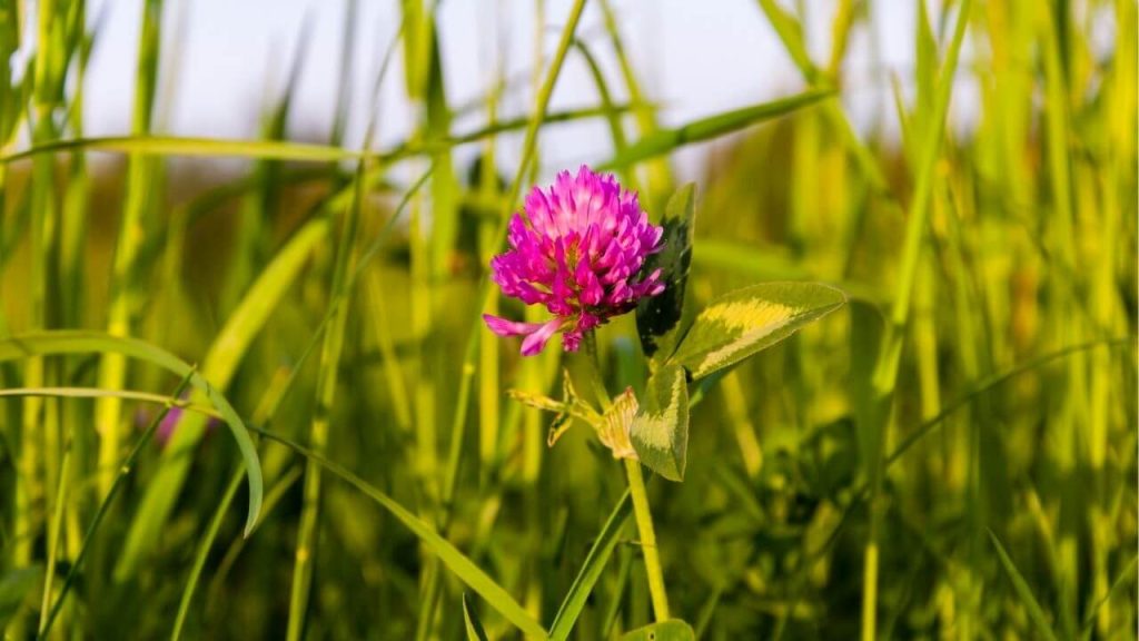 Vermont State Flower: What Makes Red Clover Uniquely Vermont