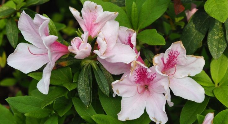 Washington State Flower: How Coast Rhododendron Was Chosen