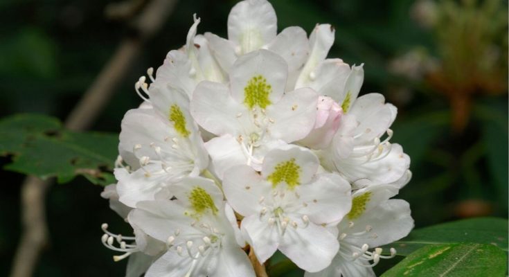 West Virginia State Flower: Meaning & Rhododendron Pictures