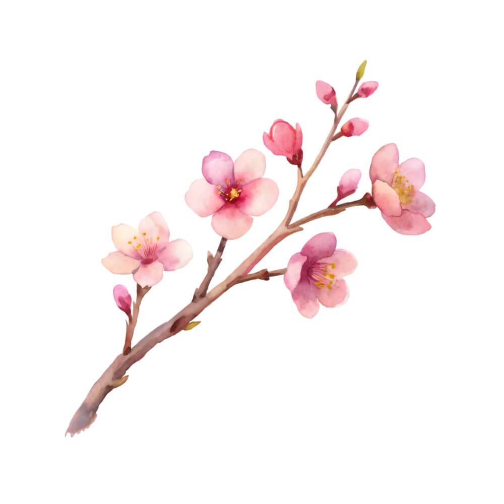 National Flower of Japan: Cherry Blossom or Chrysanthemum?