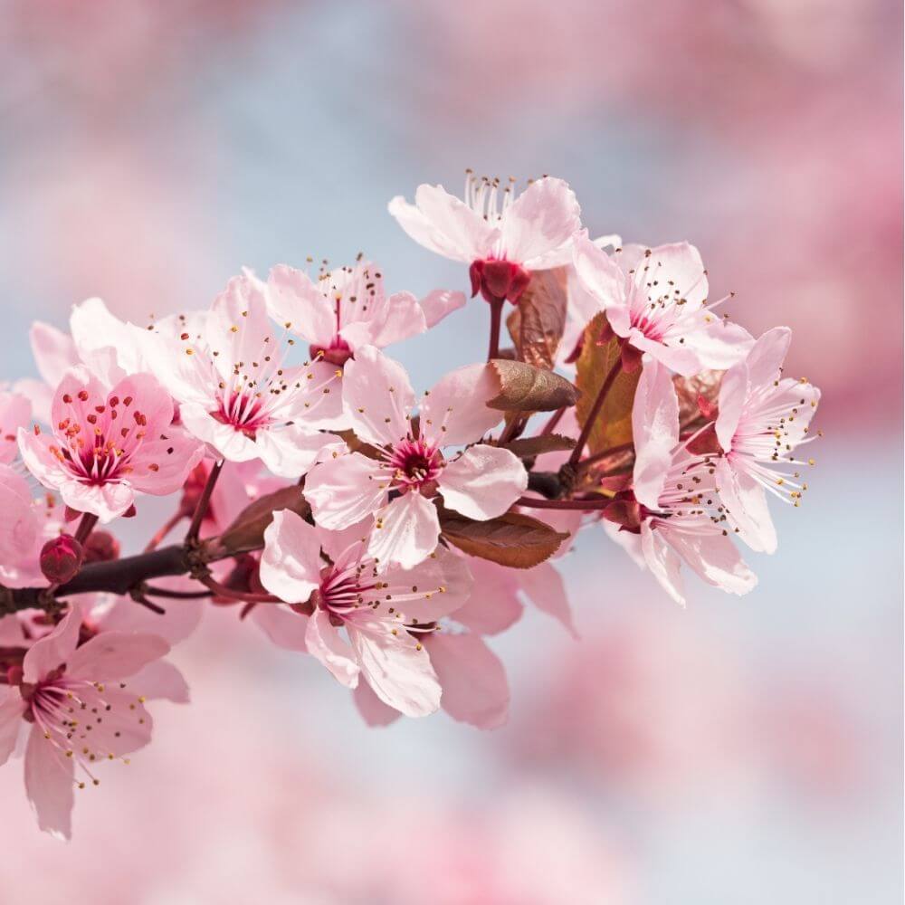 National Flower of Japan: Cherry Blossom or Chrysanthemum?