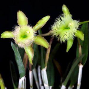 National Flower of Honduras: Rhyncholaelia Digbyana Orchid
