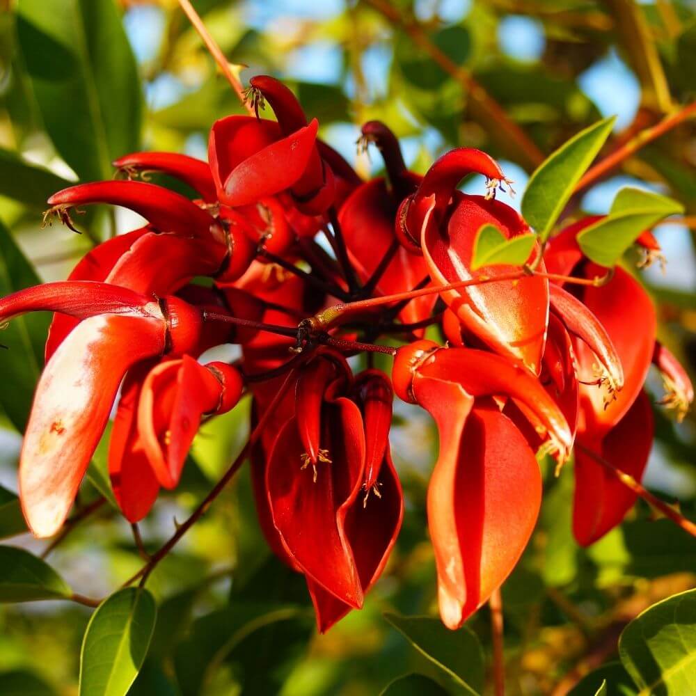 National Flower of Argentina: Ceibo Legend of Anahí Revealed