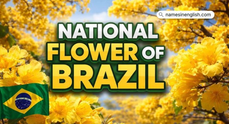 National Flower of Brazil: Native Golden Trumpet Tree