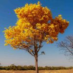 National Flower of Brazil: Native Golden Trumpet Tree