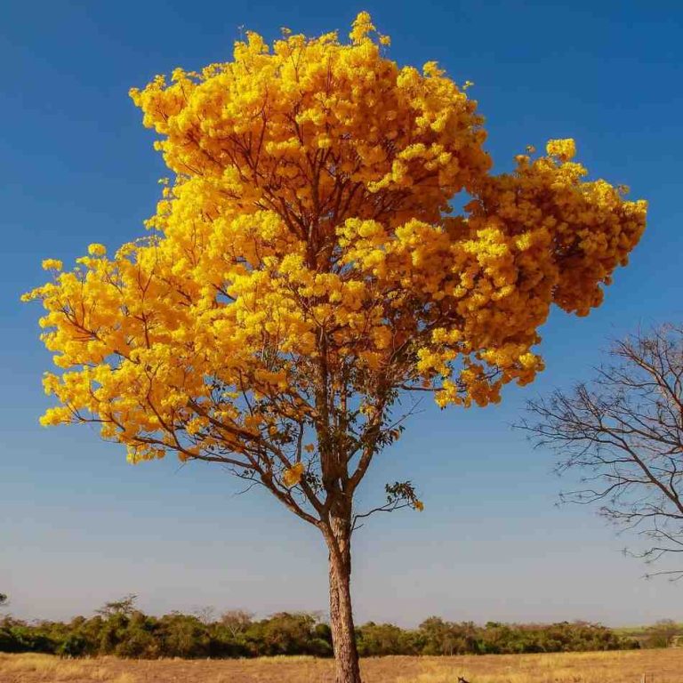 National Flower of Brazil: Native Golden Trumpet Tree
