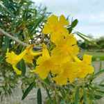 National Flower of Brazil: Native Golden Trumpet Tree