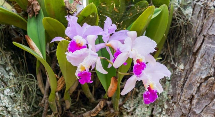 National Flower of Colombia: 3 Secrets of the May Flower