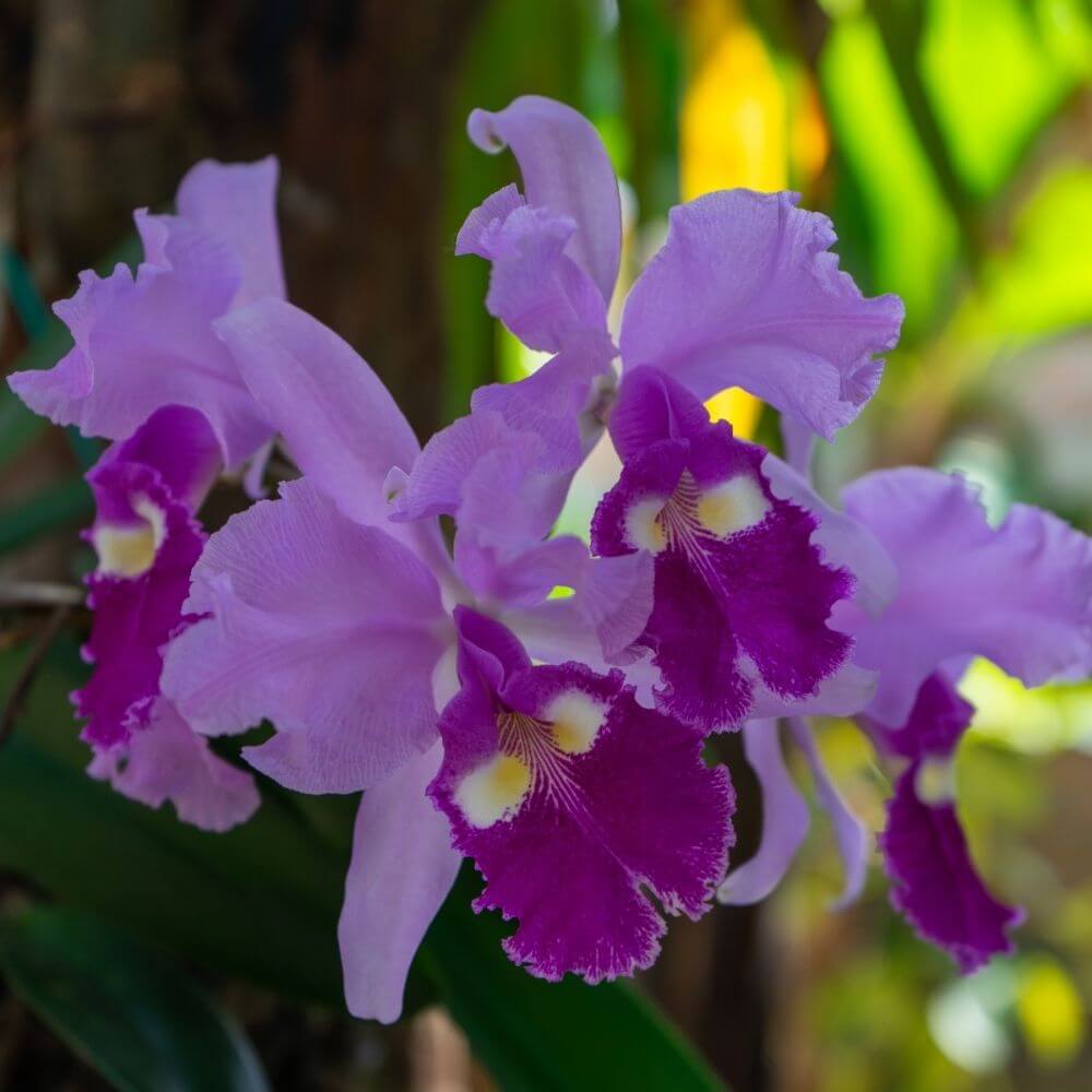 National Flower of Colombia: 3 Secrets of the May Flower