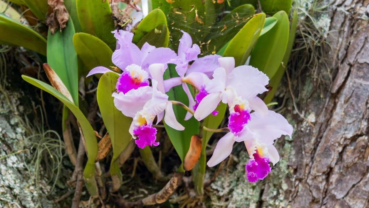 National Flower of Colombia: 3 Secrets of the May Flower