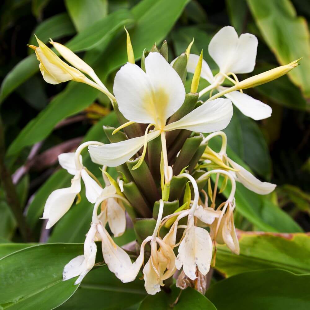 National Flower of Cuba: Mariposa & Its Hidden War Message