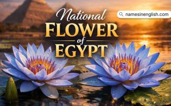 What Is the National Flower of Turkey? Meaning, Symbolism, and History
