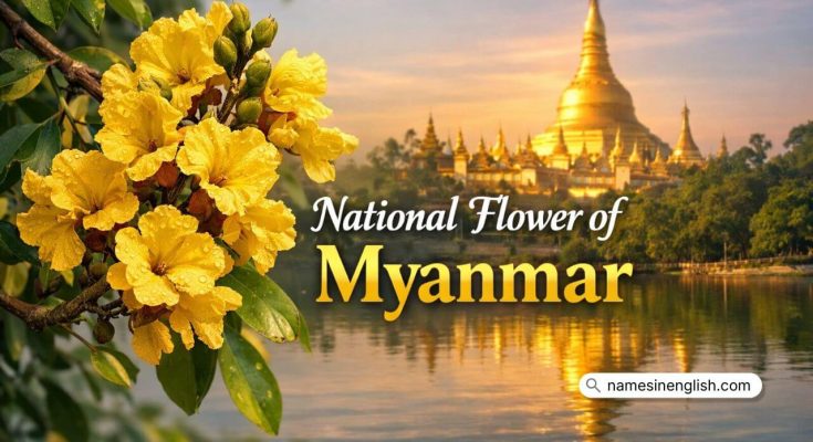 National Flower of Myanmar: Paduak Flower