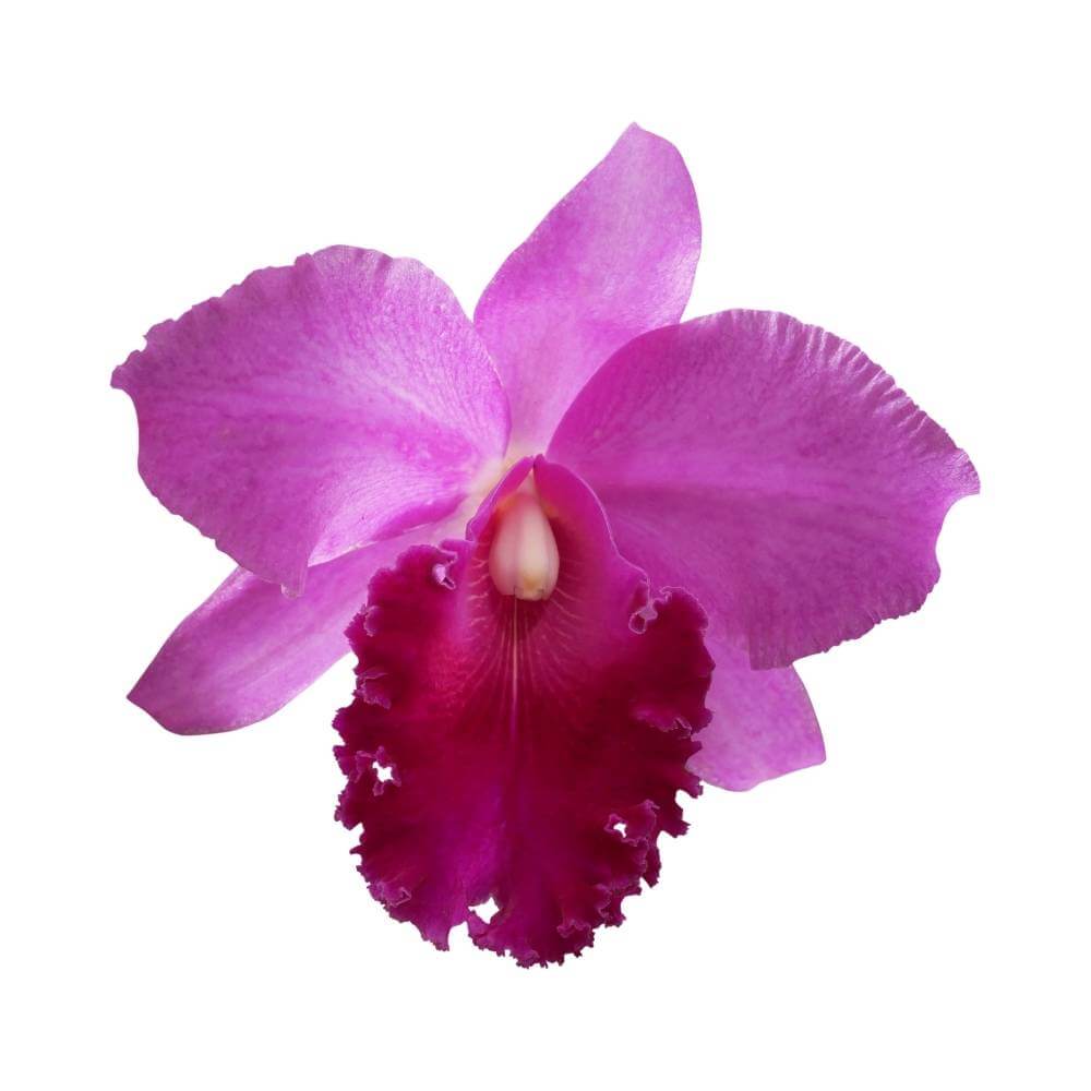 National Flower of Venezuela: Flor de Mayo (May Flower)