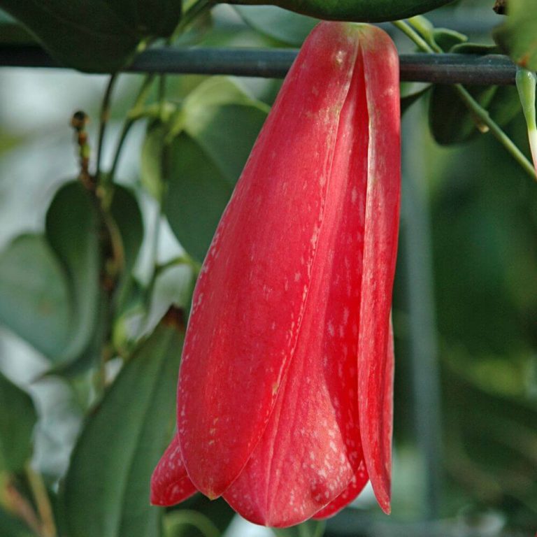 National Flower of Chile: Why Rebels Carried Copihue