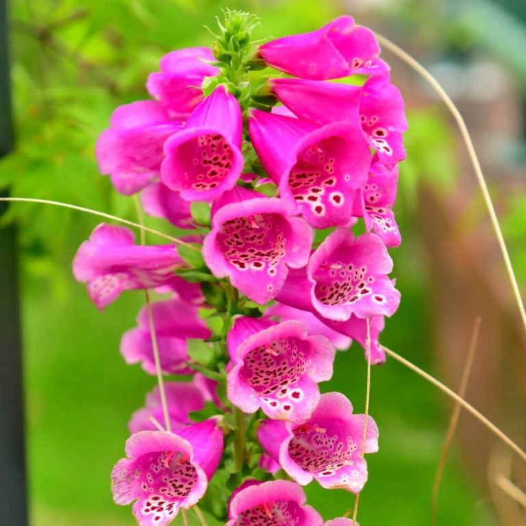 Popular Flowers That Start With D You Should Know