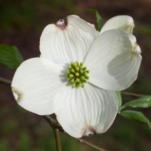 Popular Flowers That Start With D You Should Know