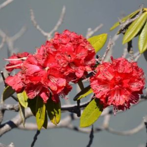 National Flower of Nepal: Lali Gurans (Rhododendron)