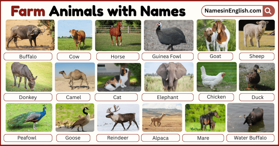 40 Farm Animals with Names in English with Pictures - Names in English
