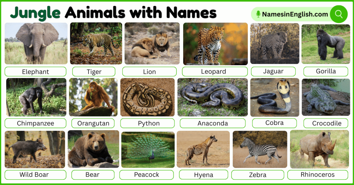 40 Jungle Animals with Names in English with Pictures - Names in English