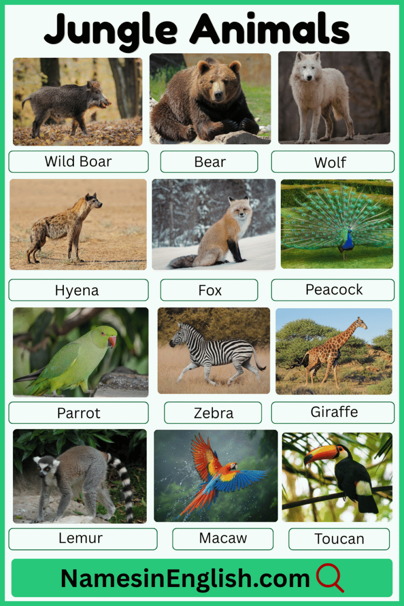 40 Jungle Animals with Names in English with Pictures - Names in English