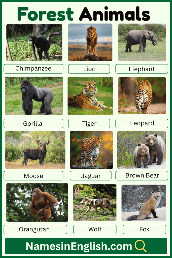 40 Forest Animals with Names in English with Pictures - Names in English